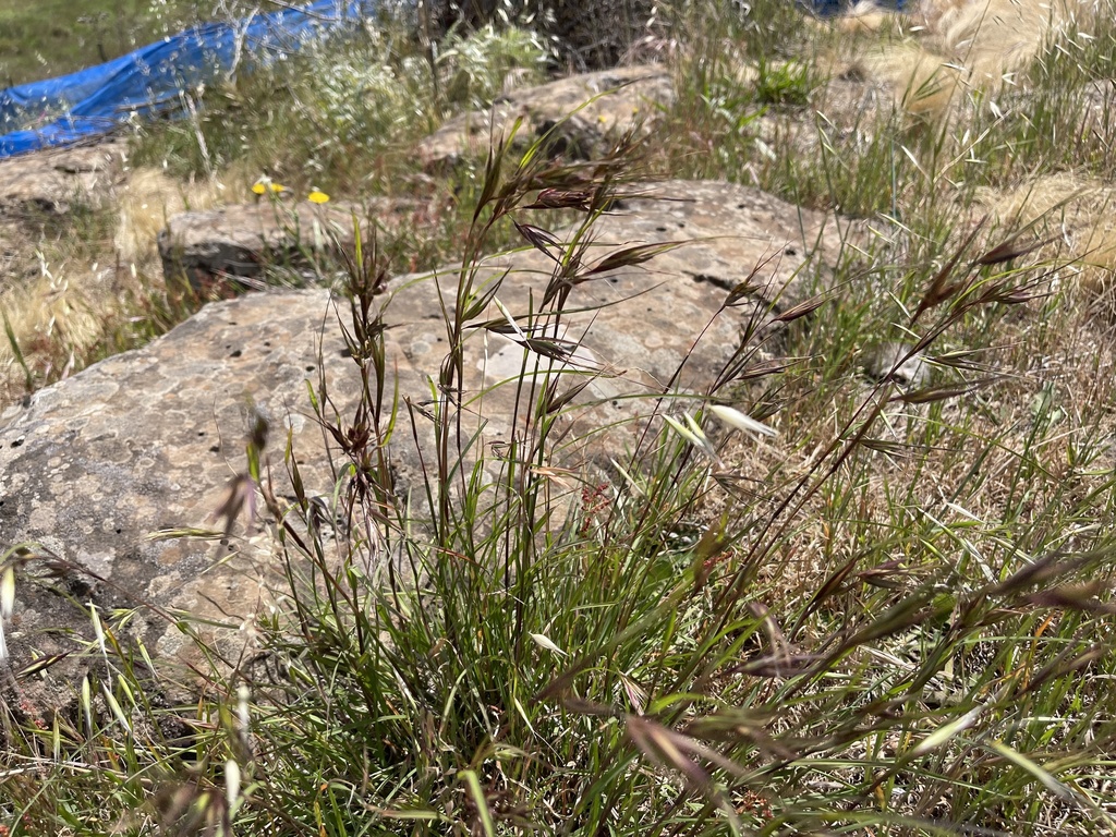 Kangaroo Grass from Cambridge Ward, Deanside, VIC, AU on October 30 ...
