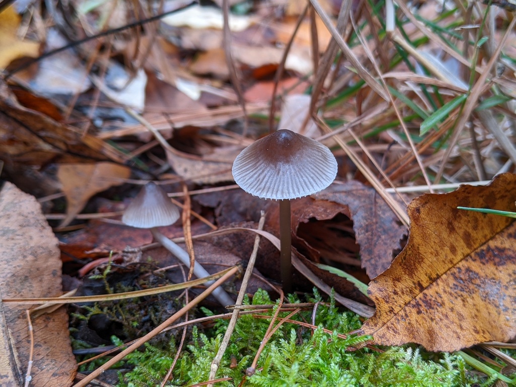 Mycena robusta from Pontiac Lake Recreation Area on October 29, 2023 at ...