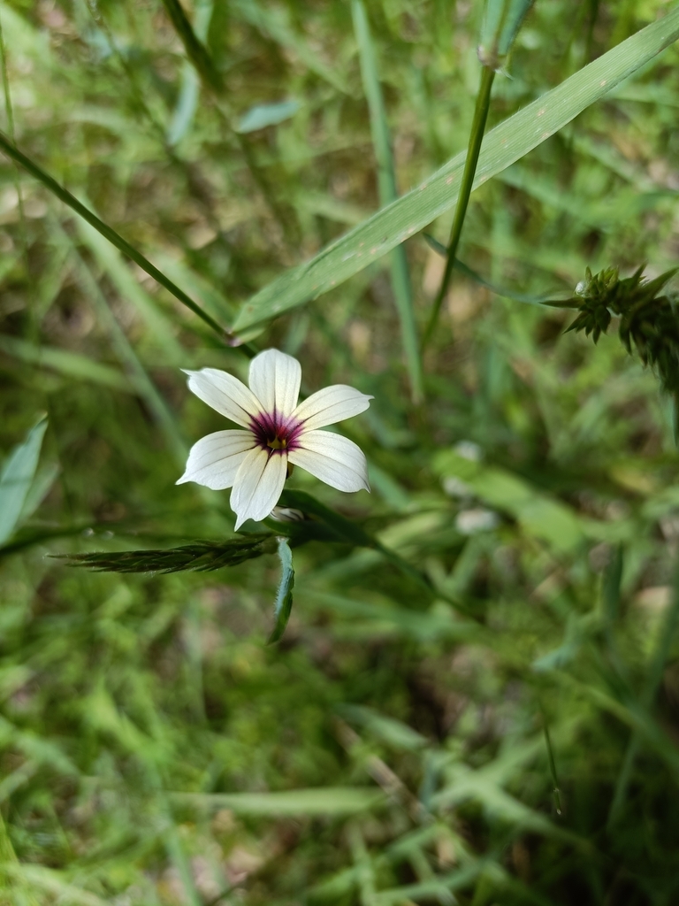 Blue Pigroot from Flinders VIC 3929, Australia on October 30, 2023 at ...