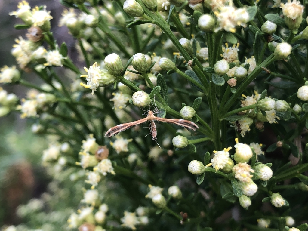 Pterophorinae in October 2023 by John F. Green. On Baccharis sp ...
