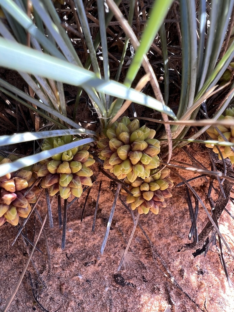 Pale Mat-rush from Murray-Sunset National Park, Murray-Sunset, VIC, AU ...