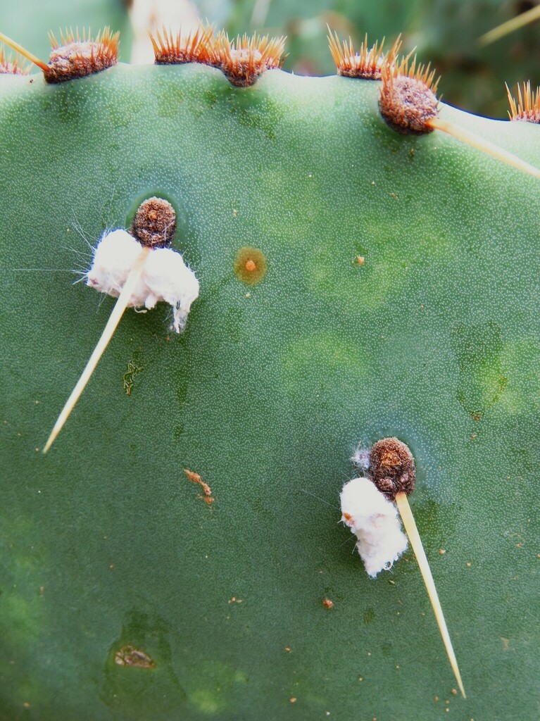 true cochineal bug from Timberlake Biological Field Station, Mills Co ...