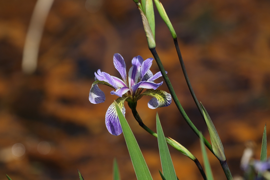 Slender Blue Flag from Dorchester County, MD, USA on May 12, 2023 at 11 ...