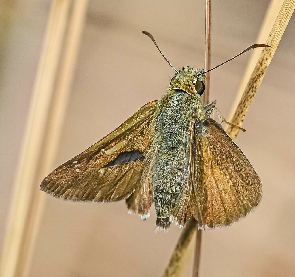 Large Dingy Skipper from Clumber QLD 4309, Australia on October 29 ...