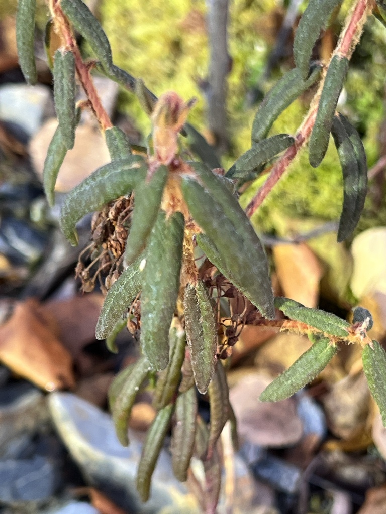 marsh Labrador tea from Elliott Hwy, Fairbanks, AK, US on October 2 ...