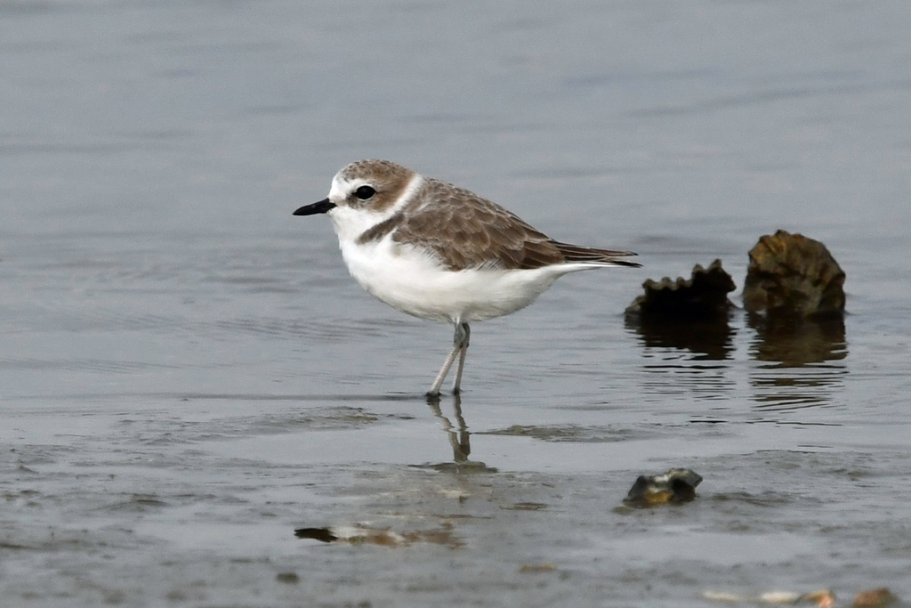 Snowy Plover in October 2023 by Todd Fitzgerald · iNaturalist