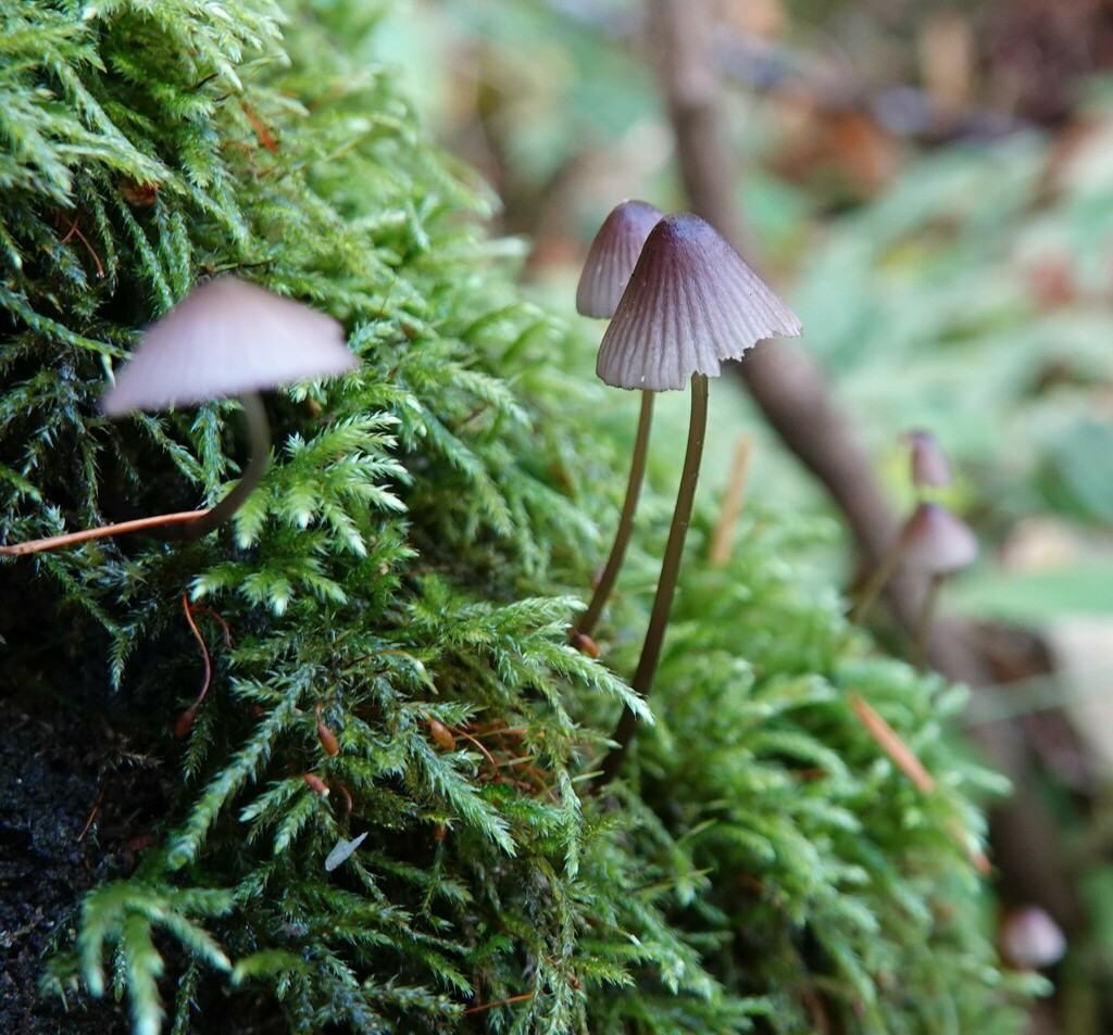 purple-edge bonnet from Nanaimo, BC, Canada on October 27, 2023 at 12: ...
