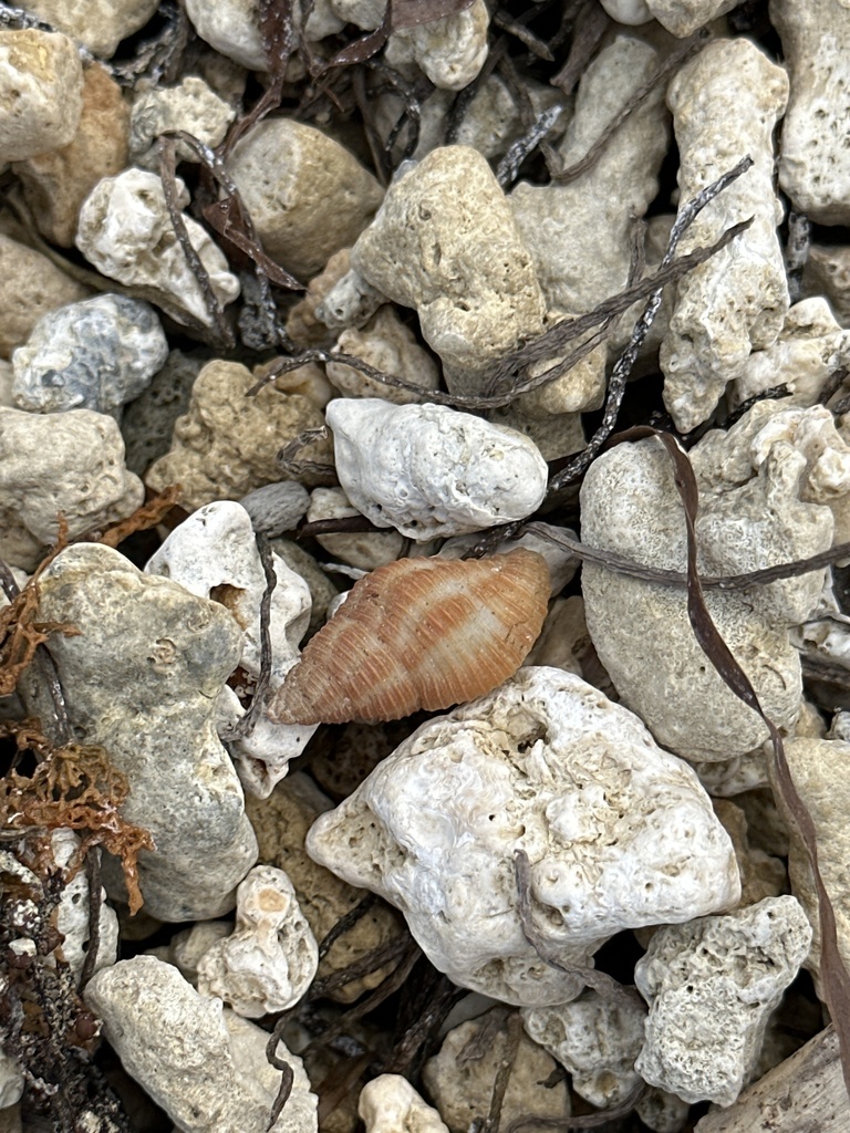 Pollia fumosa from South Pacific Ocean, TO on October 30, 2023 at 02:34 ...