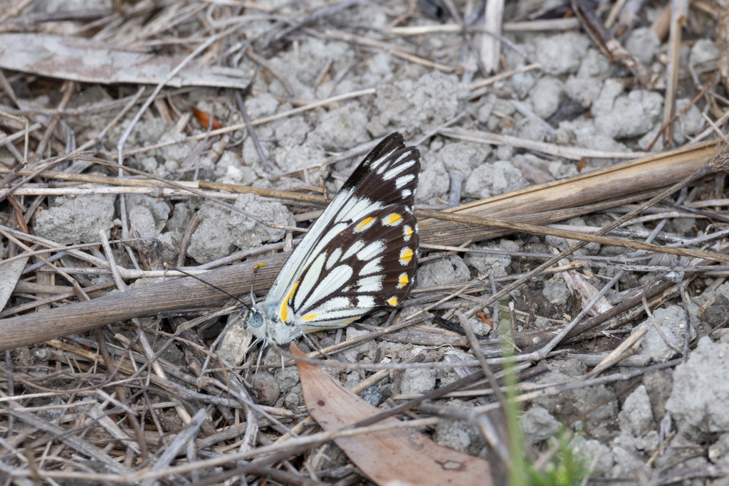 Caper White from Karawatha Forest on October 28, 2023 at 08:43 AM by ...