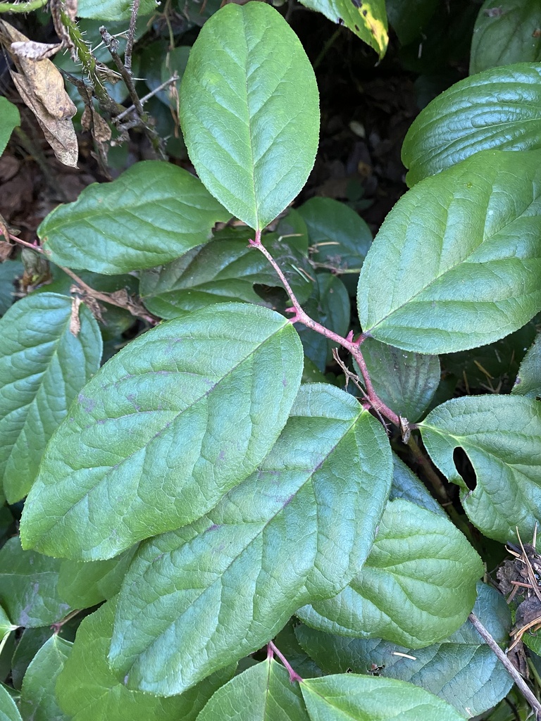 salal from Rosario Beach Rd, Anacortes, WA, US on October 29, 2023 at ...