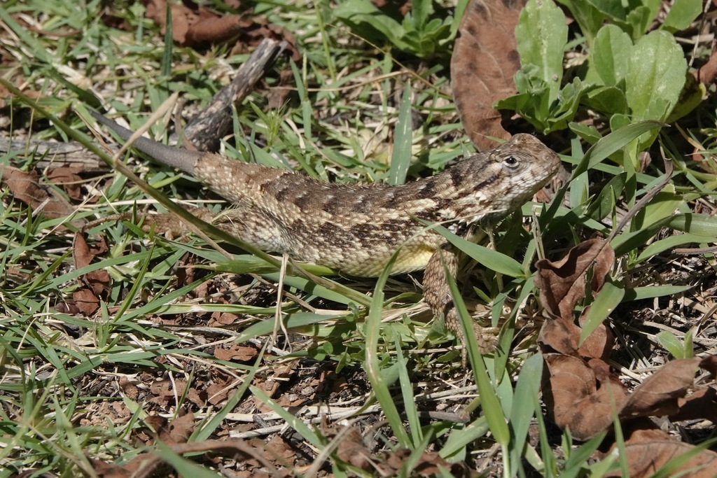Eastern Spiny Lizard from Monte Albán, Oax., Mexico on October 11, 2023 ...