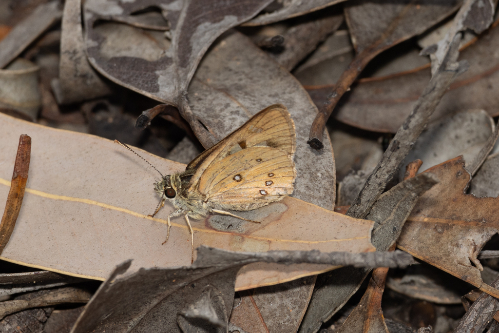 Eliena Skipper from Karawatha Forest on October 28, 2023 at 10:54 AM by ...