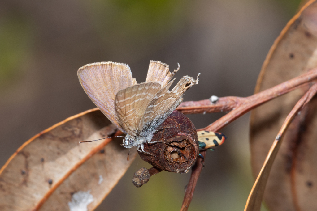 Wattle Blue from Karawatha Forest on October 28, 2023 at 11:14 AM by ...