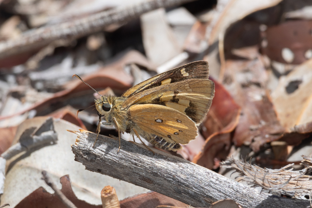 Eliena Skipper from Karawatha Forest on October 28, 2023 at 12:19 PM by ...