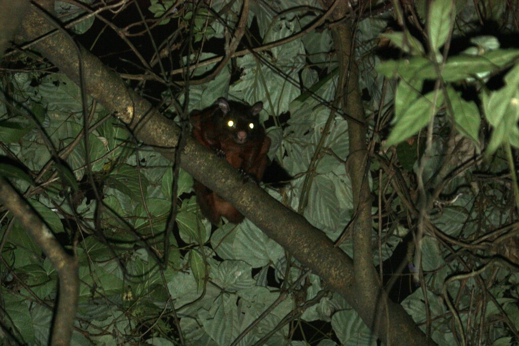 Taiwan Giant Flying Squirrel from 台灣臺北 on October 29, 2023 at 07:44 PM ...