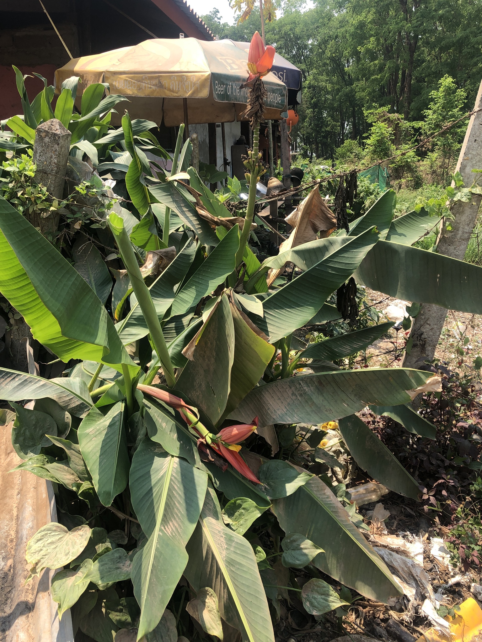 Musa laterita Cheesman