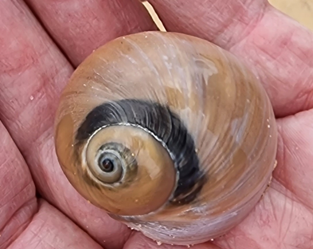 Bladder Moon Snail from Eden NSW 2551, Australia on October 30, 2023 at ...