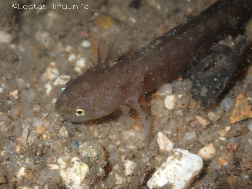 Fuding Fire-bellied Newt in October 2023 by lestat5277 · iNaturalist