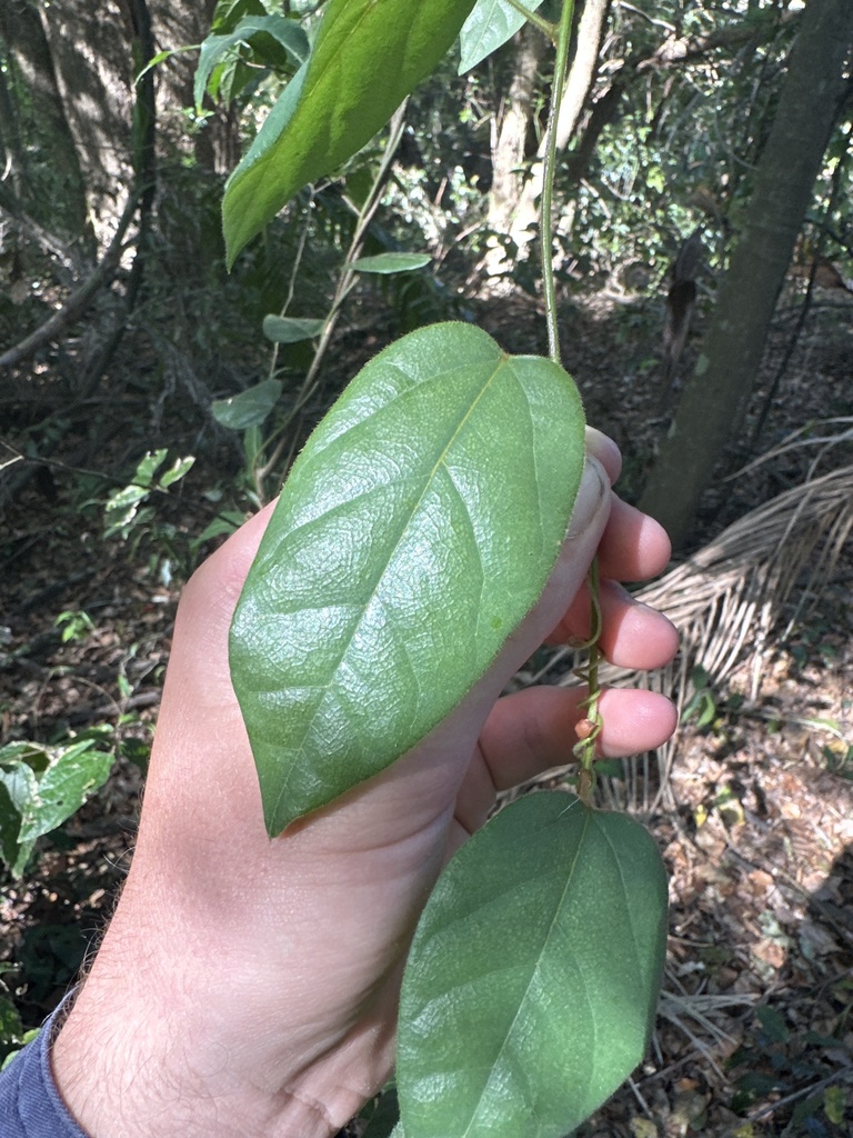Hypserpa decumbens from Ninderry, QLD, AU on October 30, 2023 at 02:45 ...