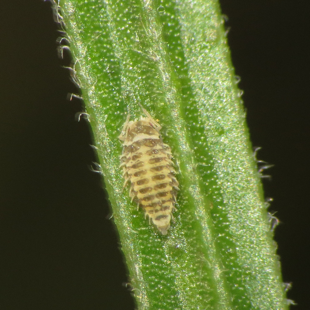 Ctenocallis setosus from Vashon, WA 98070, USA on October 28, 2023 at ...