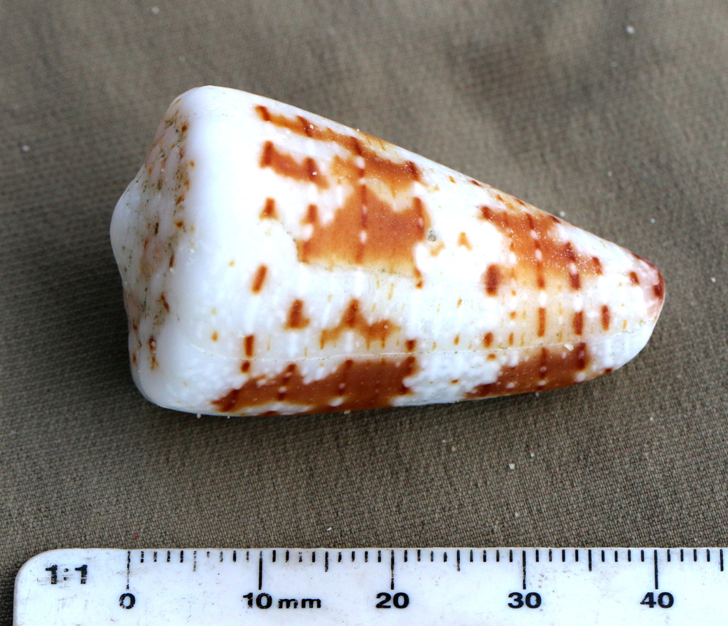 The Darkened Cone from Augusta Is., Raja Ampat Regency, West Papua ...