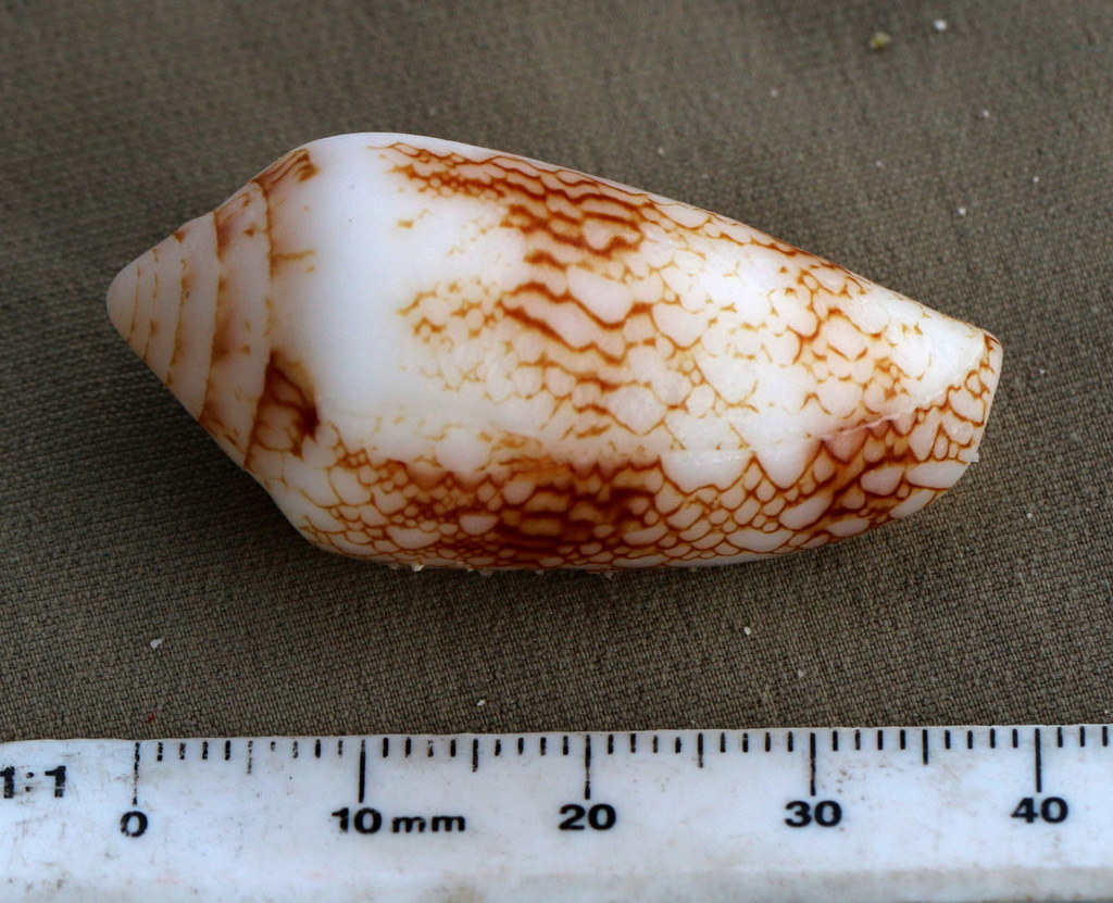 Tiger Cone from Augusta Is., Raja Ampat Regency, West Papua, Indonesia ...