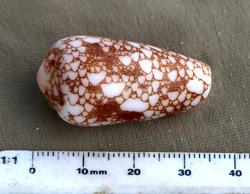 Omaria Cone from Augusta Is., Raja Ampat Regency, West Papua, Indonesia ...