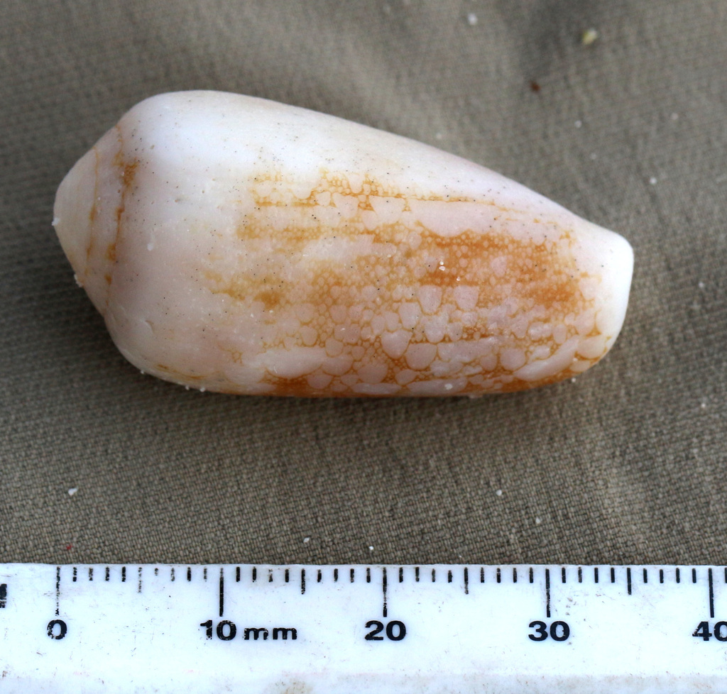 Omaria Cone from Augusta Is., Raja Ampat Regency, West Papua, Indonesia ...