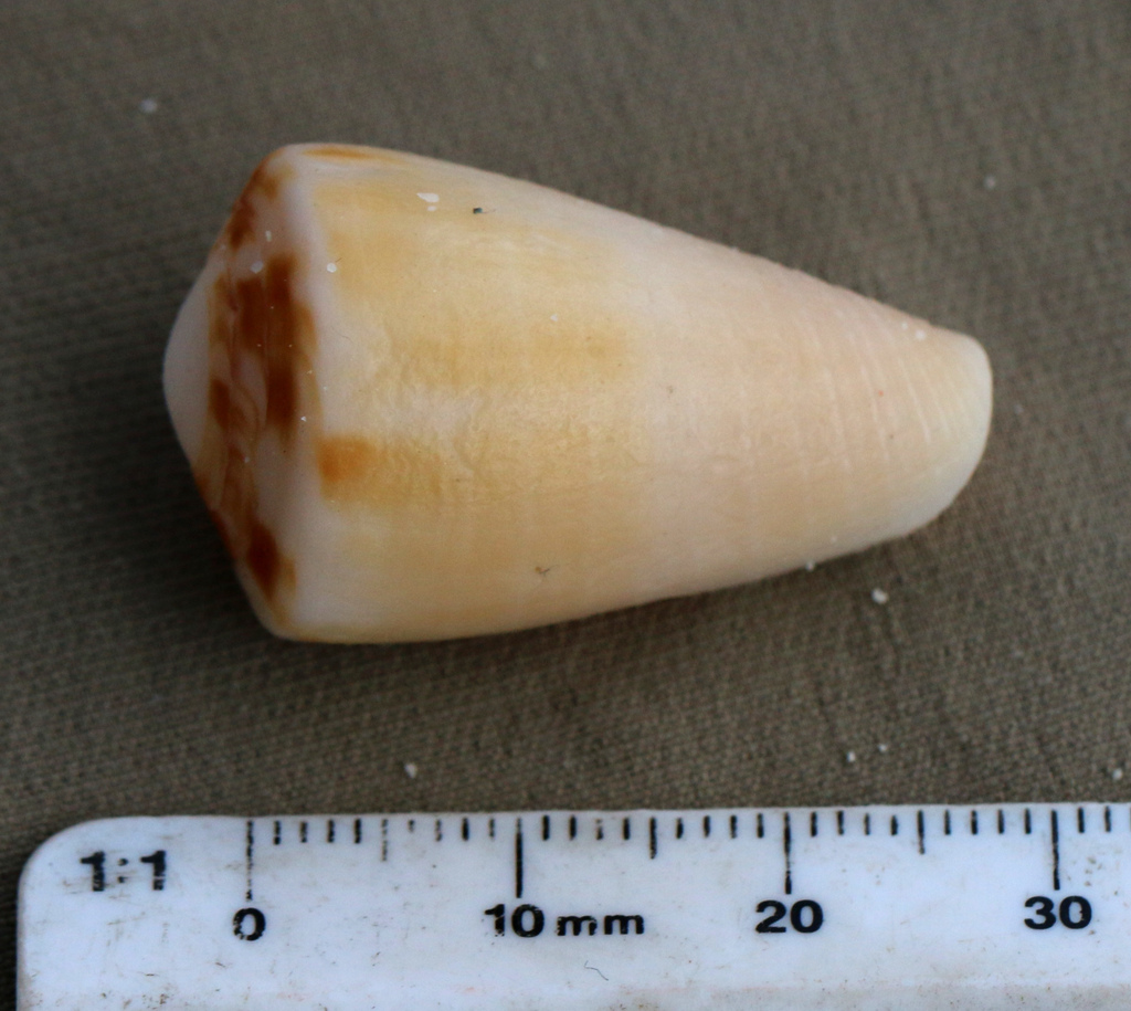 Conus from Augusta Is., Raja Ampat Regency, West Papua, Indonesia on ...