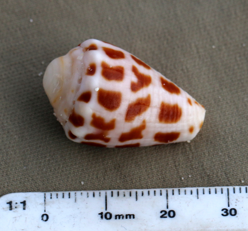 Black-and-white Cone Snail from Augusta Is., Raja Ampat Regency, West ...