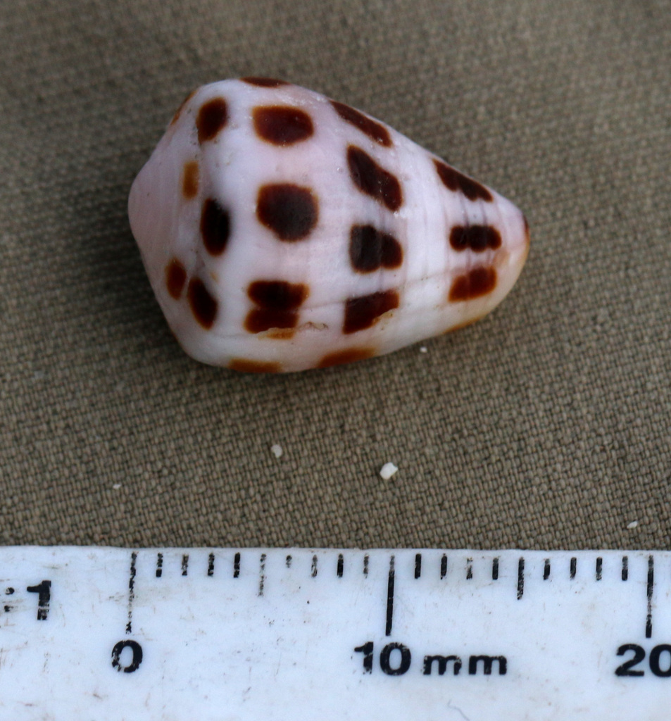 Black-and-white Cone Snail from Augusta Is., Raja Ampat Regency, West ...