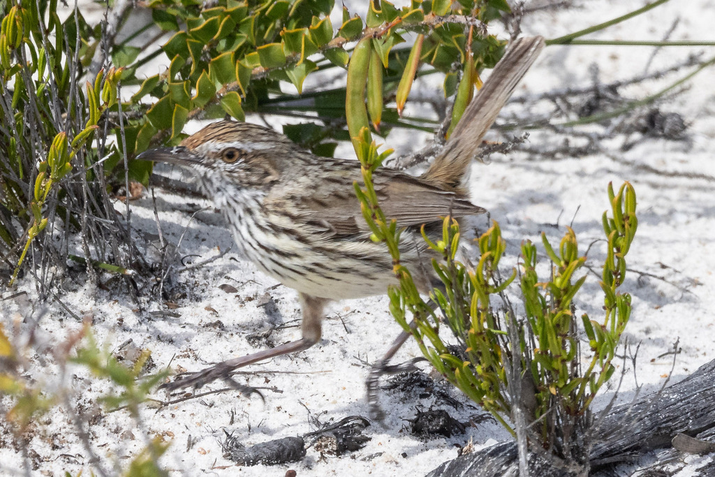 Western Fieldwren from Hopetoun WA 6348, Australia on September 16 ...