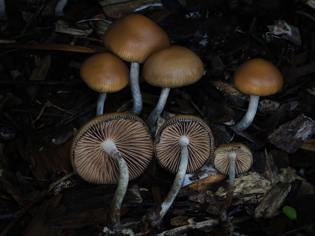 Psilocybe allenii in October 2023 by James Conway · iNaturalist