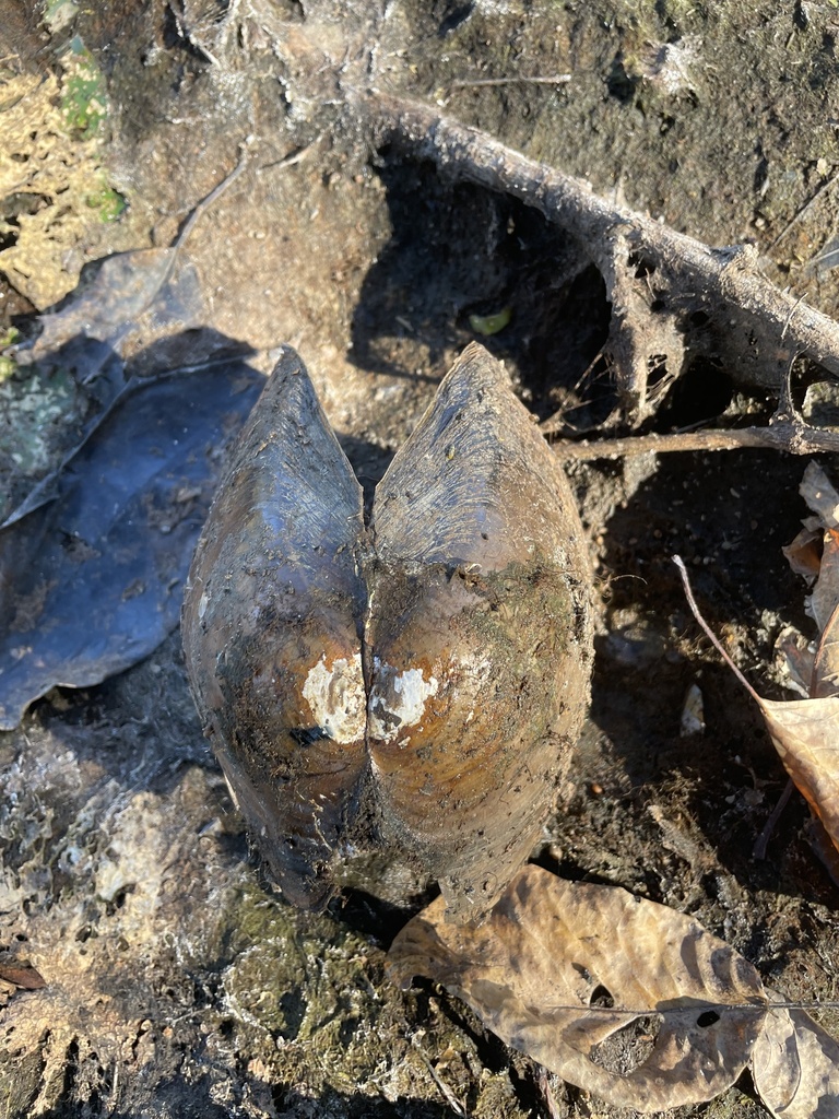 flat floater from Lake Conway, Conway, AR, US on October 17, 2023 at 03 ...
