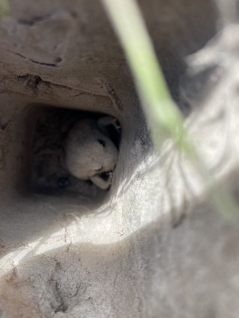 Eastern Banjo Frog from Horsham Rural City, Bungalally, VIC, AU on ...