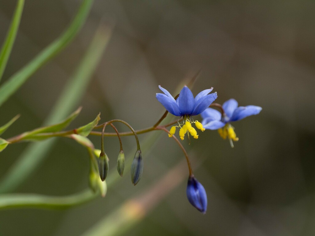 nodding blue lily from Wonboyn NSW 2551, Australia on October 30, 2023 ...