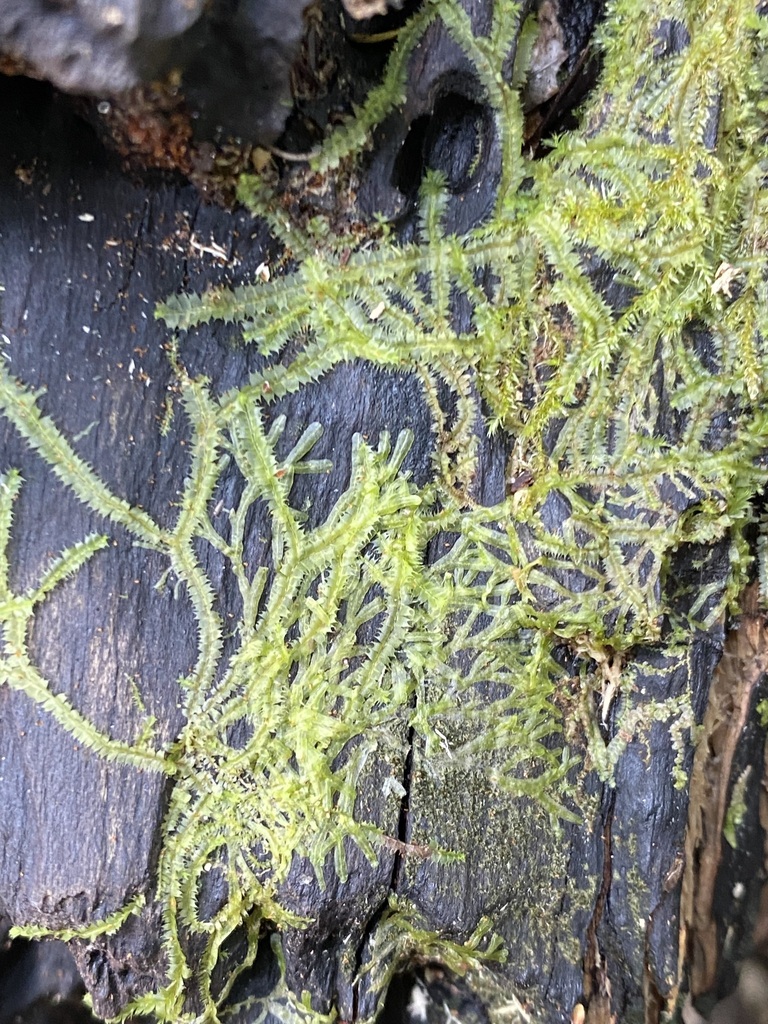 Leafy liverworts from North Shore, Hauraki, Auckland, New Zealand on ...