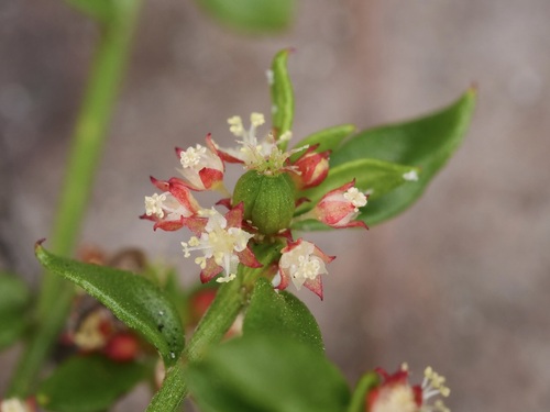 Monotaxis occidentalis · iNaturalist United Kingdom