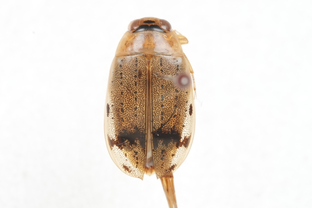 Eretes griseus from 浙江省宁波市奉化区大堰镇柏丁段 on July 17, 2022 at 05:21 PM by ...
