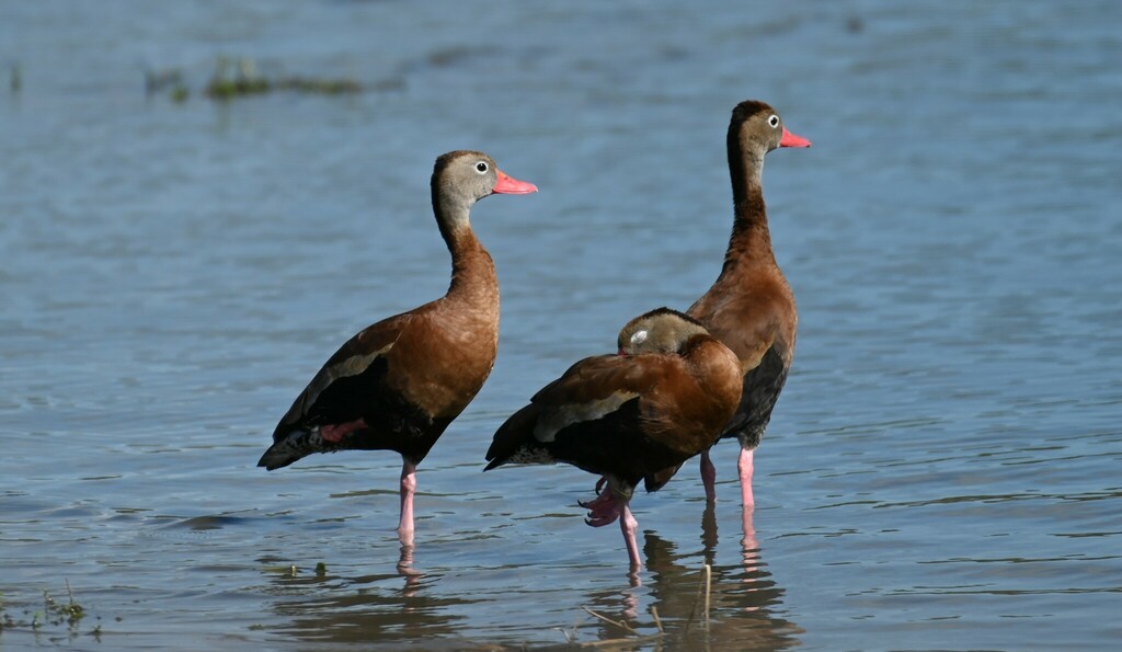 Black-bellied Whistling-Duck from Flour Bluff, Corpus Christi, TX 78418 ...