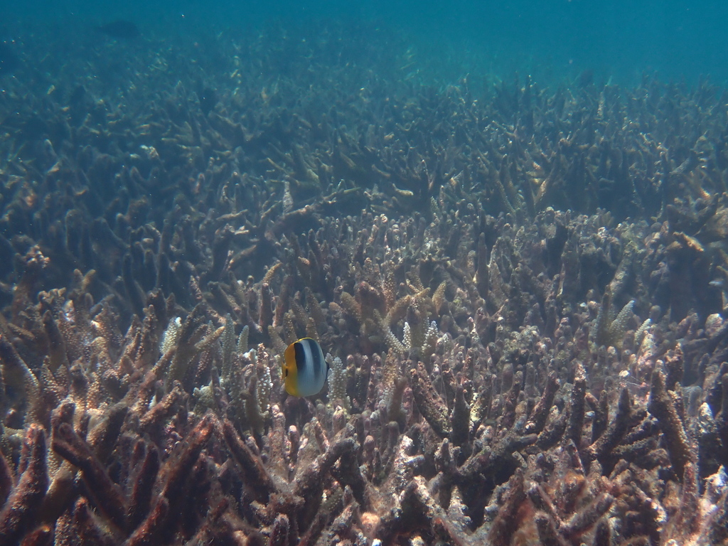 Pacific Double-saddle Butterflyfish from Funafuti, Tuvalu on October 26 ...