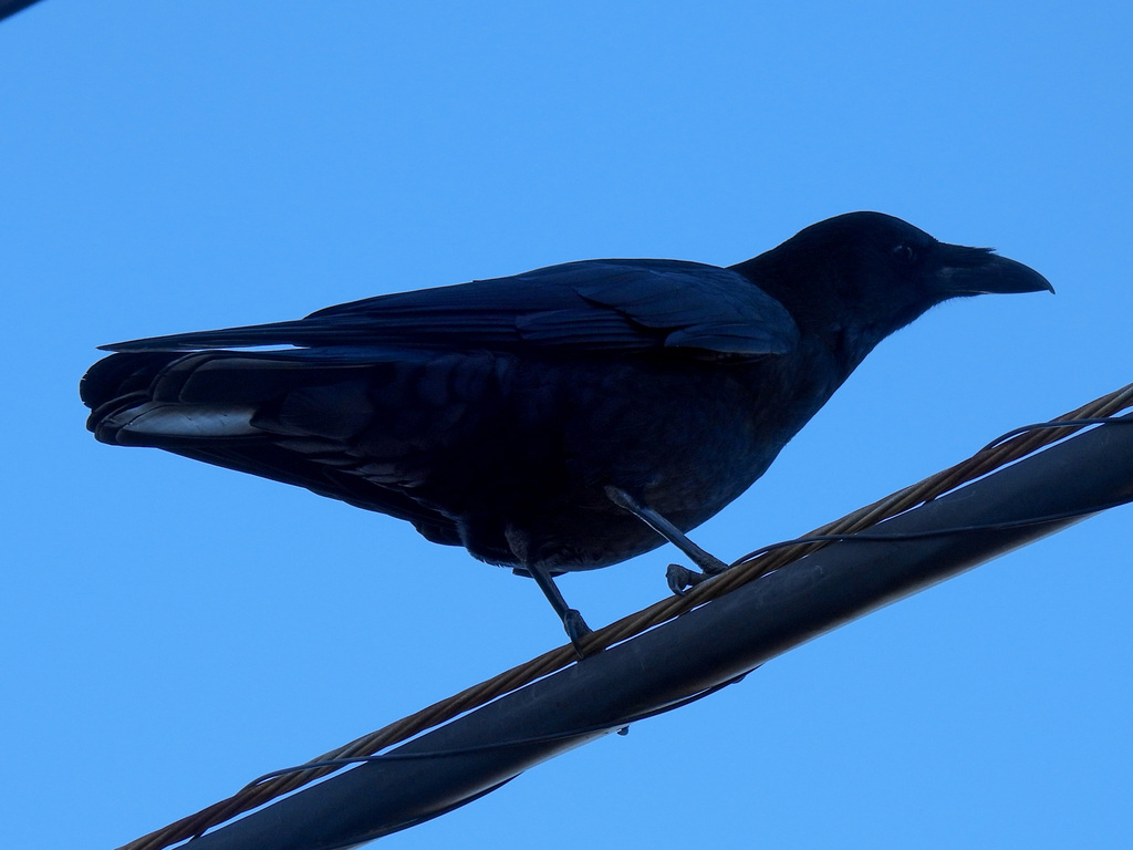 Carrion Crow from Takatsu Ward, Kawasaki, Kanagawa, Japan on October 30 ...
