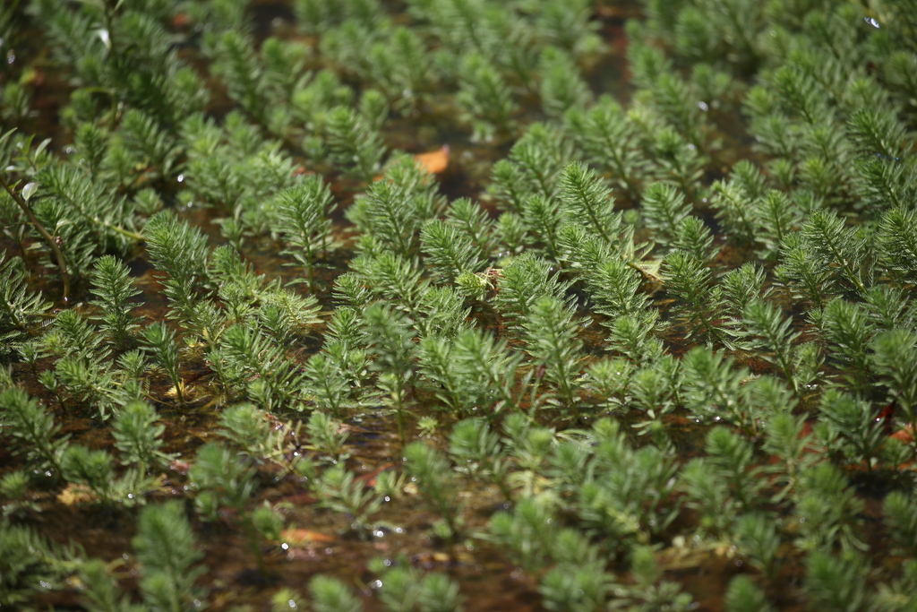 Milfoils from Kunghur NSW 2484, Australia on October 29, 2023 at 12:44 ...