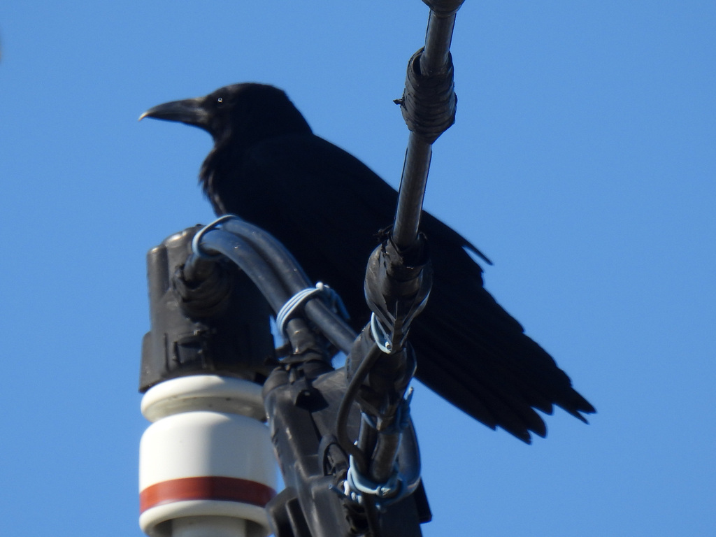 Carrion Crow from Asao Ward, Kawasaki, Kanagawa, Japan on October 30 ...