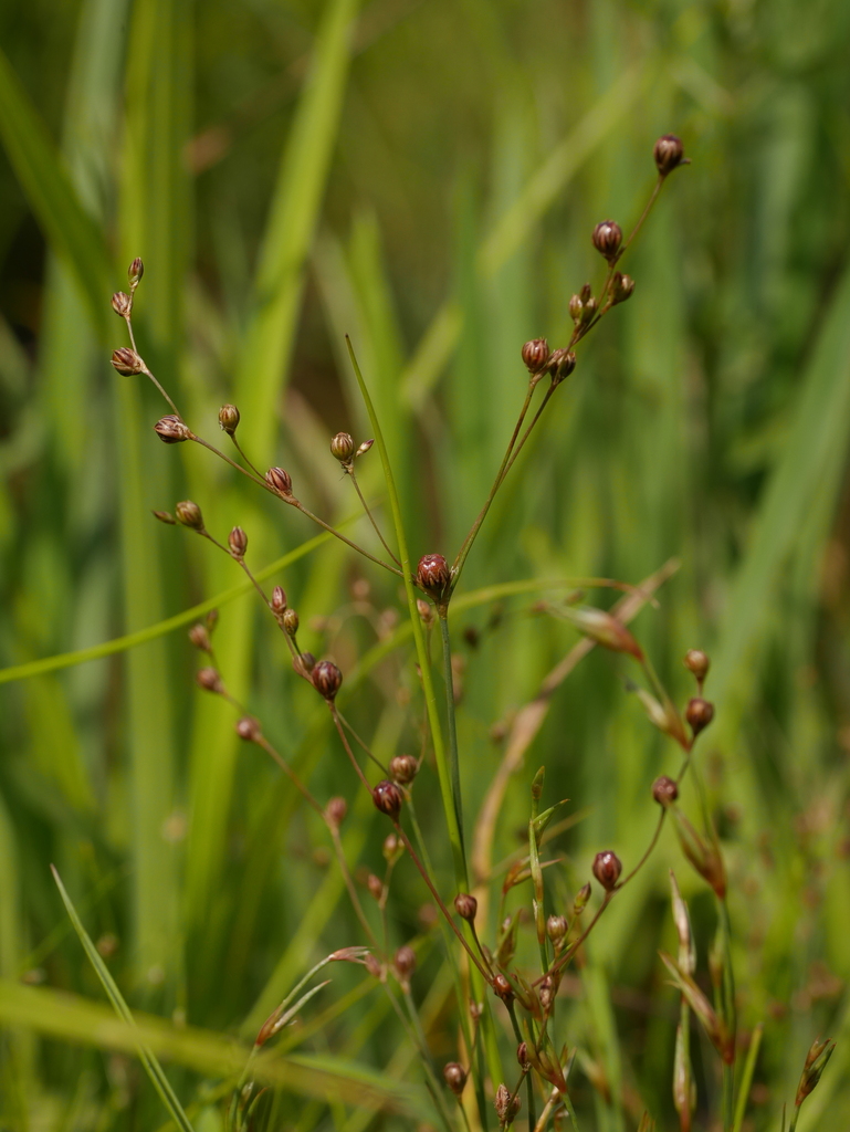Juncus tenageia in July 2020 by Konrad and Roland Greinwald · iNaturalist