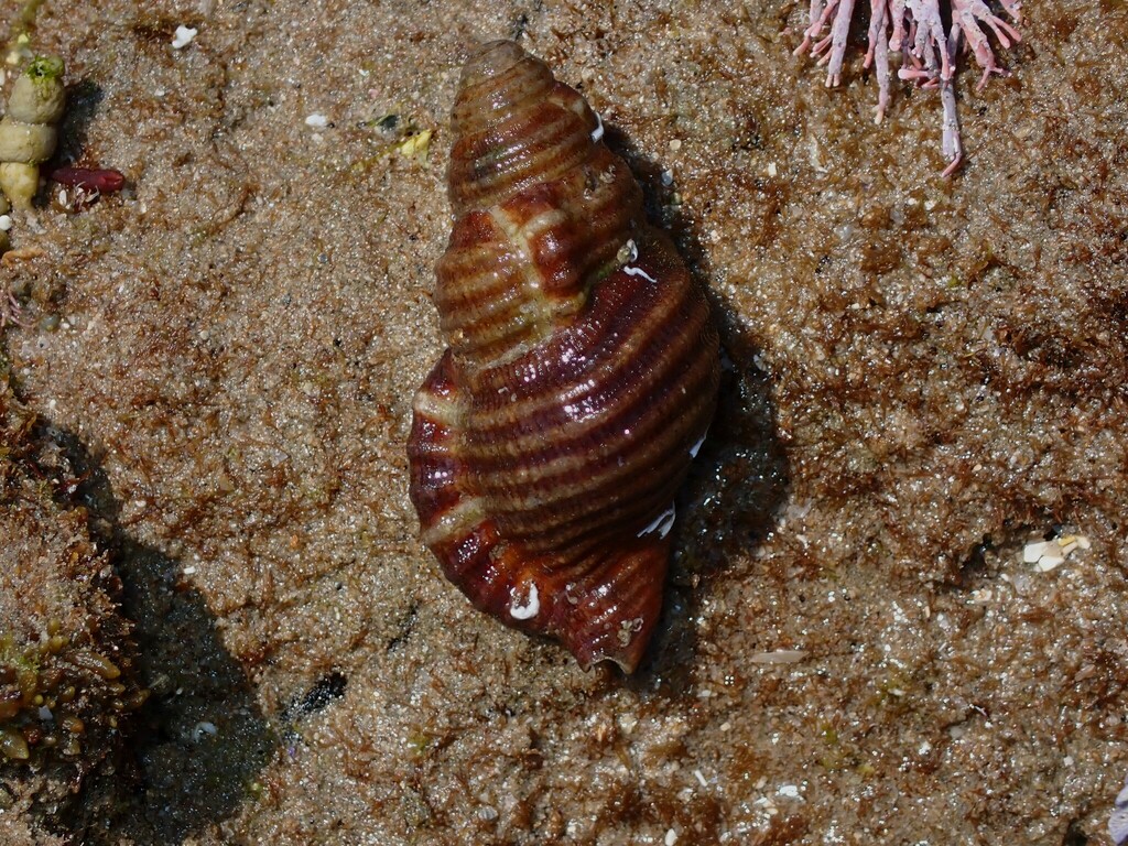 Septa occidentalis from Woolgoolga NSW 2456, Australia on October 25 ...