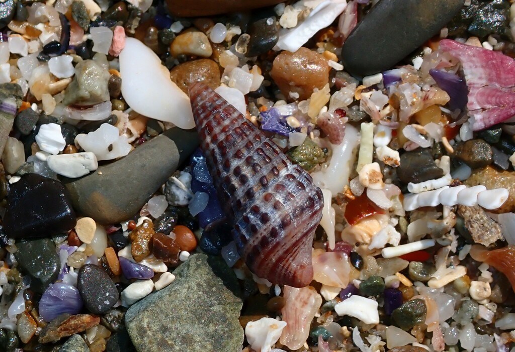 Cerithium coralium from Arrawarra NSW 2456, Australia on October 30 ...