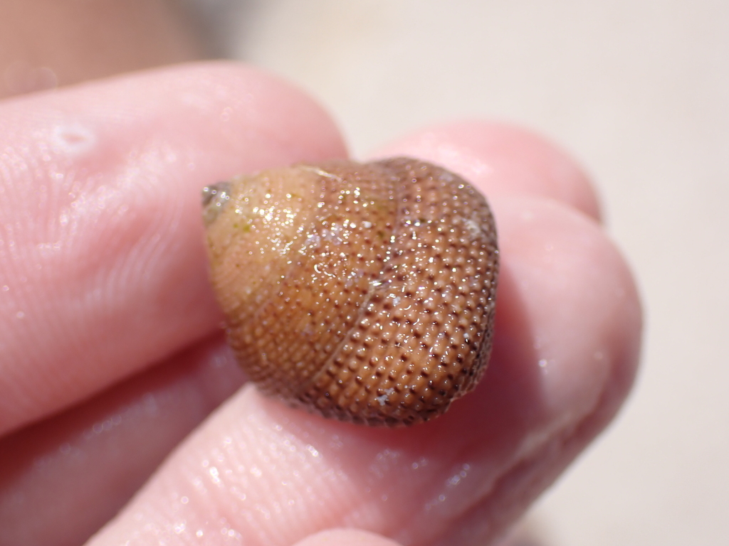 Clanculus undatus from Ravensthorpe, WA, Australia on October 17, 2023 ...