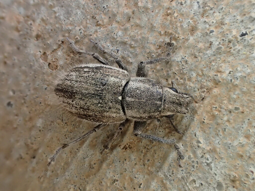 White-fringed weevil from Adelaide SA, Australia on October 25, 2023 at ...