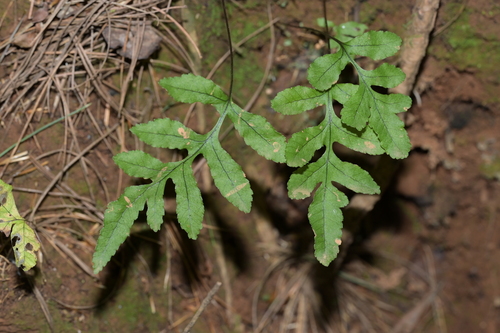 Selliguea crenatopinnata · iNaturalist